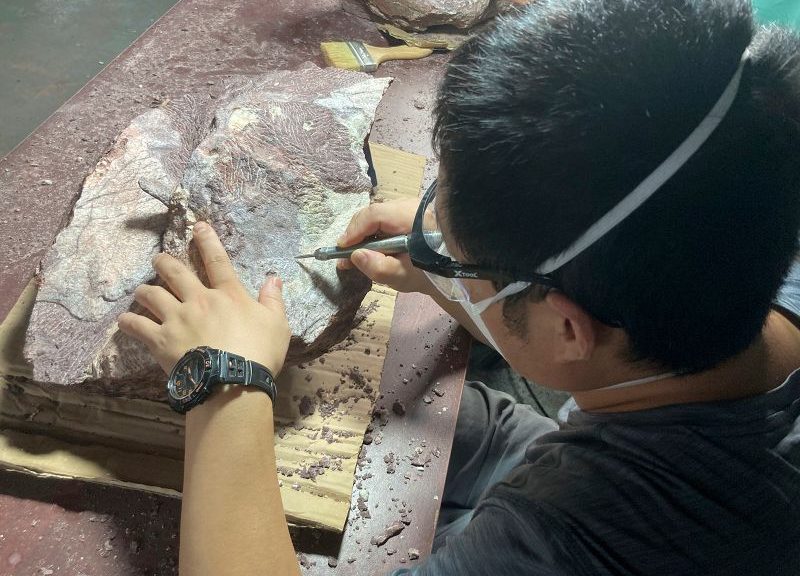 Prehistoric Milestone: Hong Kong’s Groundbreaking Discovery of First ...